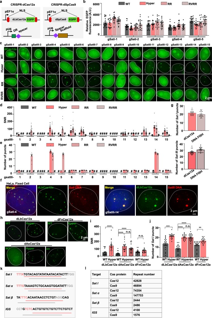 CRISPR-array-mediated imaging of non-repetitive and multiplex genomic ...