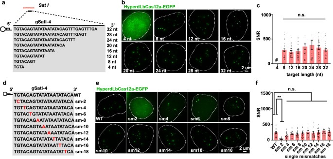 CRISPR-array-mediated imaging of non-repetitive and multiplex genomic ...