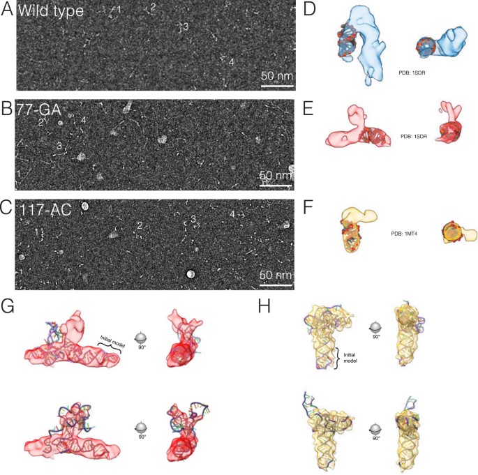 A systematic search for RNA structural switches across the human ...