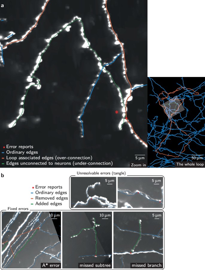 Gapr for large-scale collaborative single-neuron reconstruction | Nature Methods