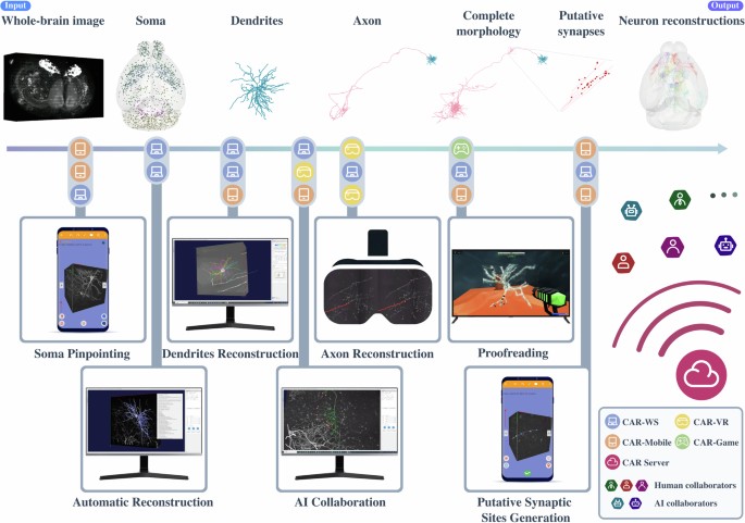 Collaborative augmented reconstruction of 3D neuron morphology in mouse and human brains ...