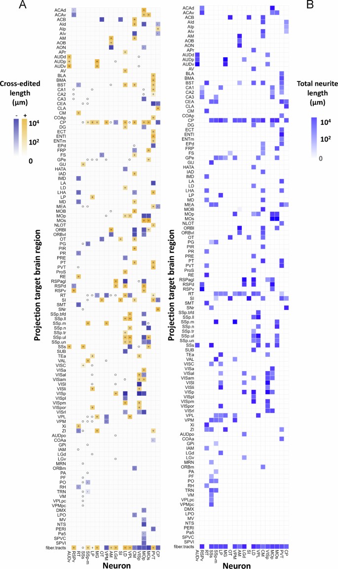 Collaborative augmented reconstruction of 3D neuron morphology in mouse and human brains ...