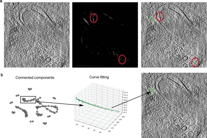 MiLoPYP: self-supervised molecular pattern mining and particle ...