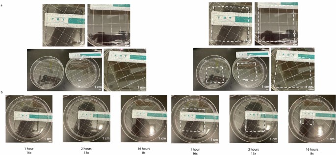 Single-shot 20-fold expansion microscopy | Nature Methods