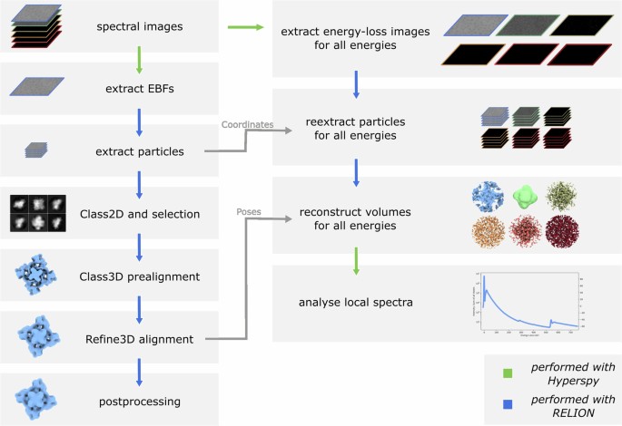 Elemental mapping in single-particle reconstructions by reconstructed ...