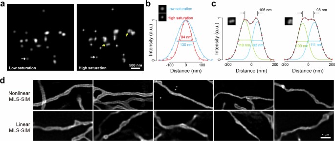 Super-resolution imaging of fast morphological dynamics of neurons in ...