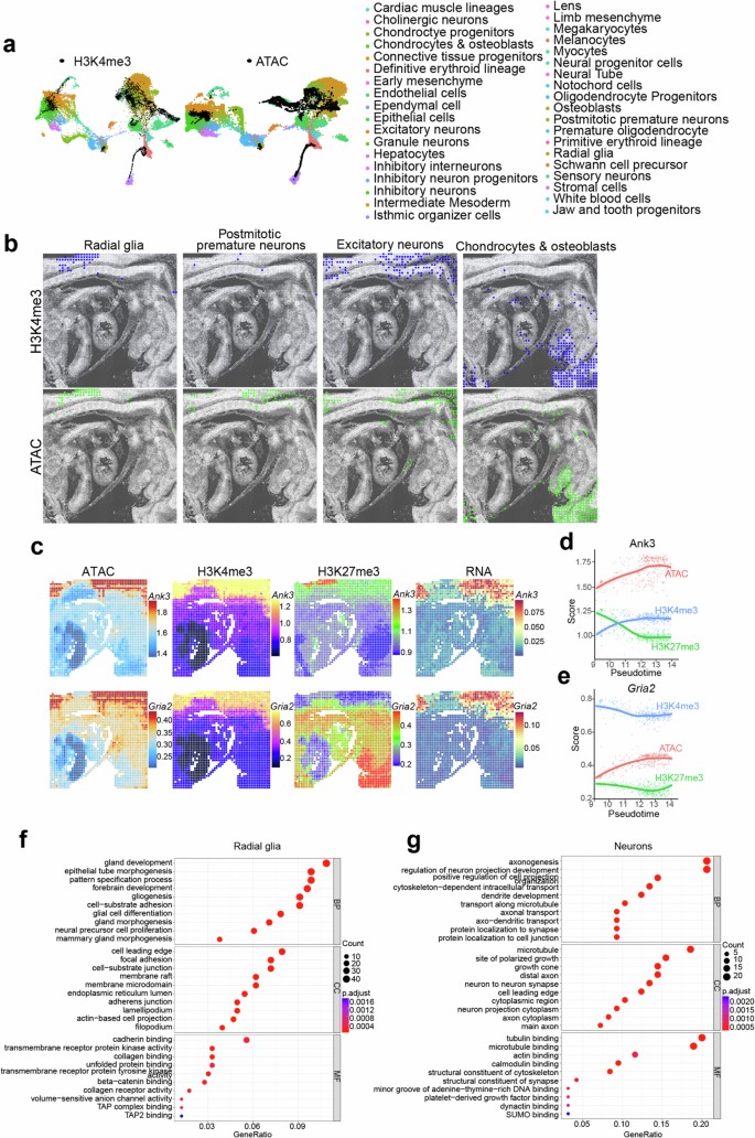 Multiplexed spatial mapping of chromatin features, transcriptome and ...
