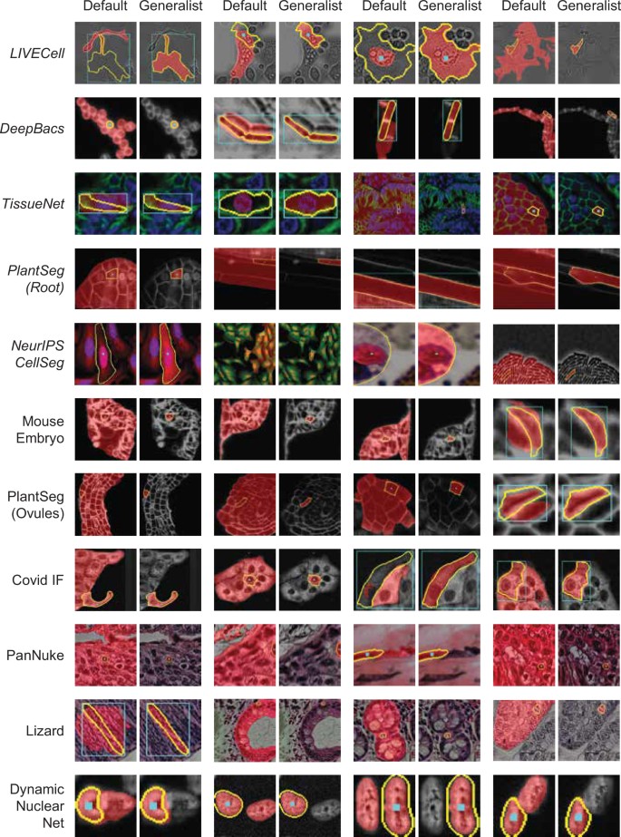 Segment Anything for Microscopy | Nature Methods