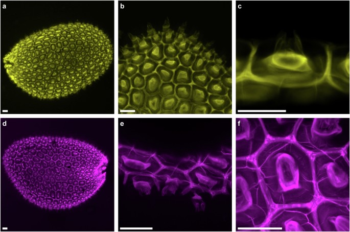 CarboTag: a modular approach for live and functional imaging of plant cell walls | Nature Methods