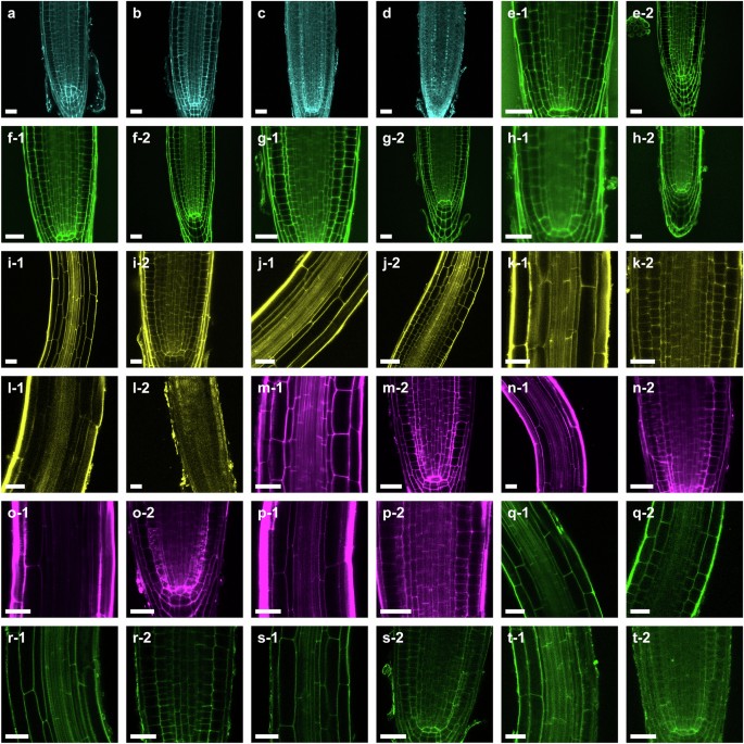CarboTag: a modular approach for live and functional imaging of plant cell walls | Nature Methods