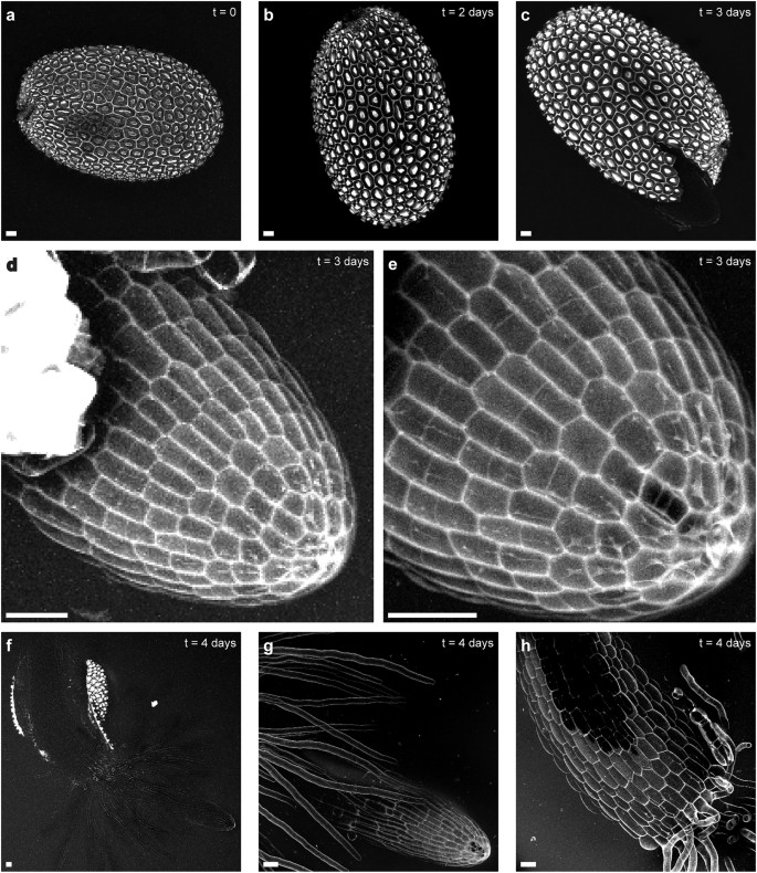 CarboTag: a modular approach for live and functional imaging of plant cell walls | Nature Methods