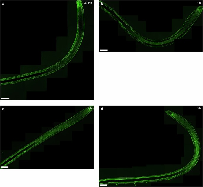 CarboTag: a modular approach for live and functional imaging of plant cell walls | Nature Methods