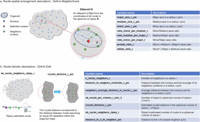 Digitalized organoids: integrated pipeline for high-speed 3D analysis ...
