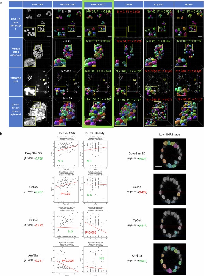 Digitalized organoids: integrated pipeline for high-speed 3D analysis ...