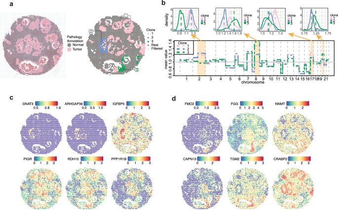 Cancer subclone detection based on DNA copy number in single-cell and ...