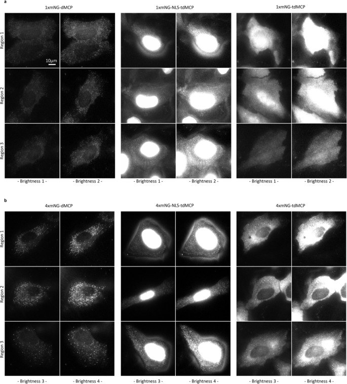 RNA-stabilized coat proteins for sensitive and simultaneous imaging of ...