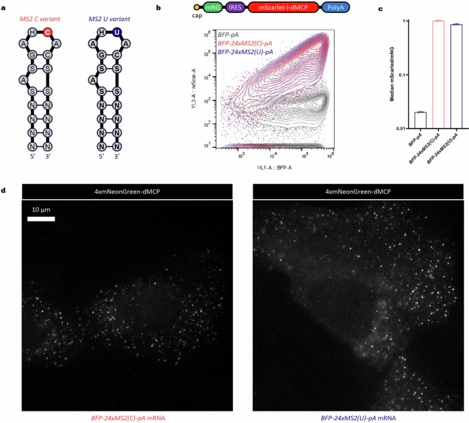RNA-stabilized coat proteins for sensitive and simultaneous imaging of ...