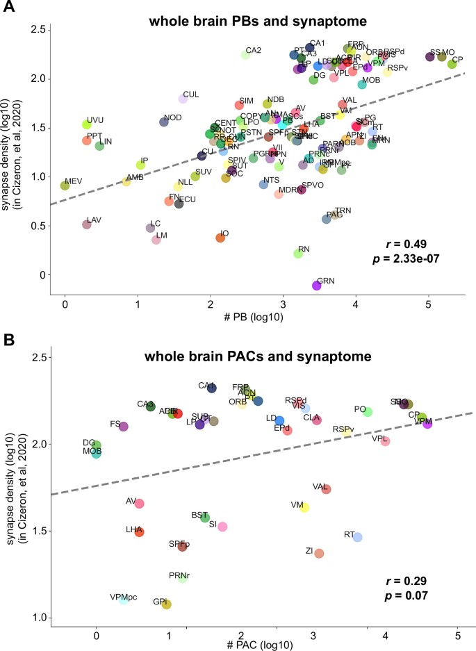 Reconstruction of a connectome of single neurons in mouse brains by ...