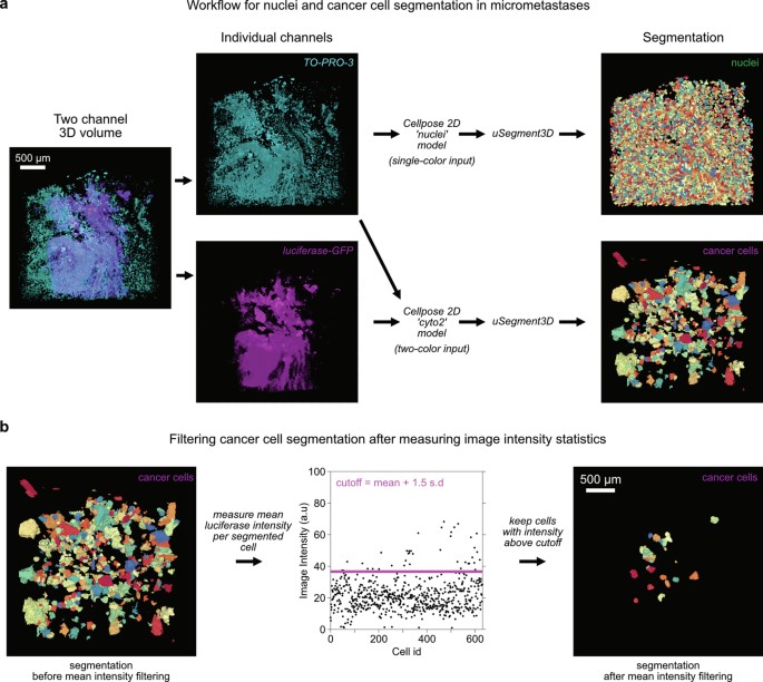 Universal consensus 3D segmentation of cells from 2D segmented stacks ...