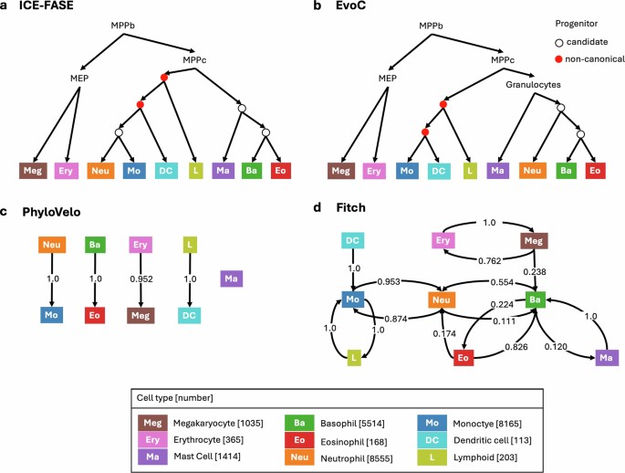 Inferring cell differentiation maps from lineage tracing data | Nature ...
