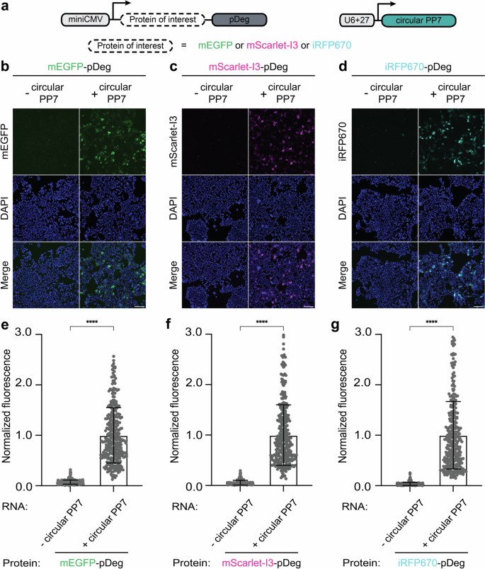 Orthogonal RNA-regulated destabilization domains for three-color RNA ...