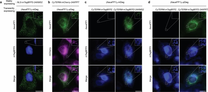 Orthogonal RNA-regulated destabilization domains for three-color RNA ...