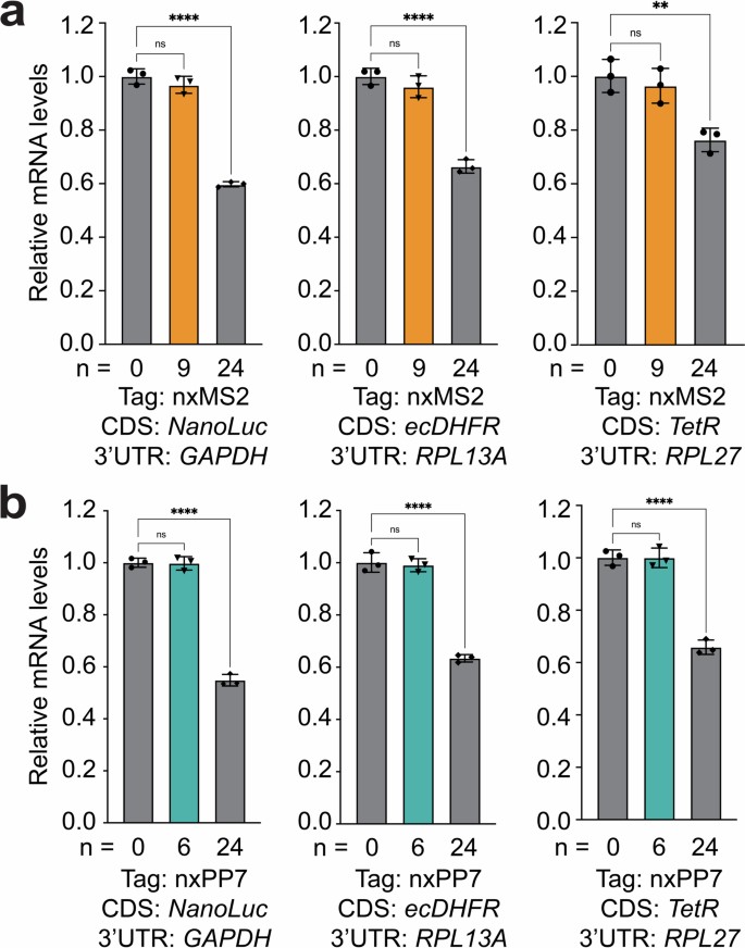Orthogonal RNA-regulated destabilization domains for three-color RNA ...
