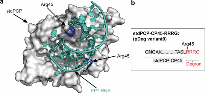 Orthogonal RNA-regulated destabilization domains for three-color RNA ...