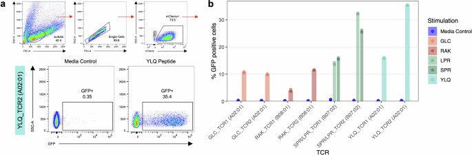 TIRTL-seq: deep, quantitative and affordable paired TCR repertoire ...