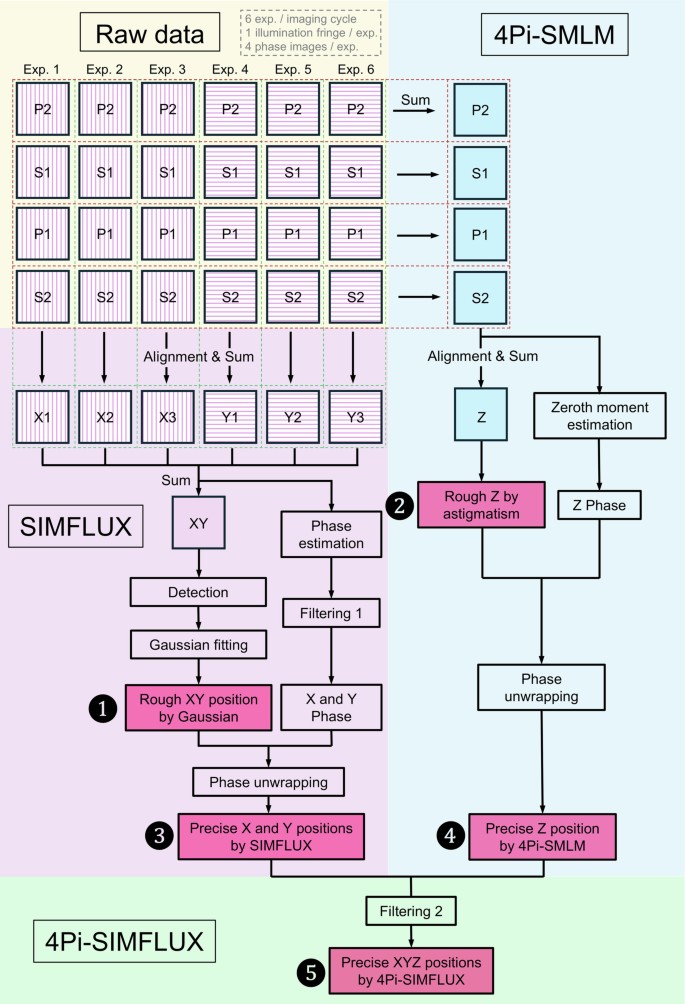 4Pi-SIMFLUX: 4Pi single-molecule localization microscopy with structured illumination | Nature ...