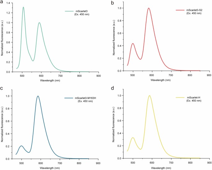 A highly photostable monomeric red fluorescent protein for dual-color ...