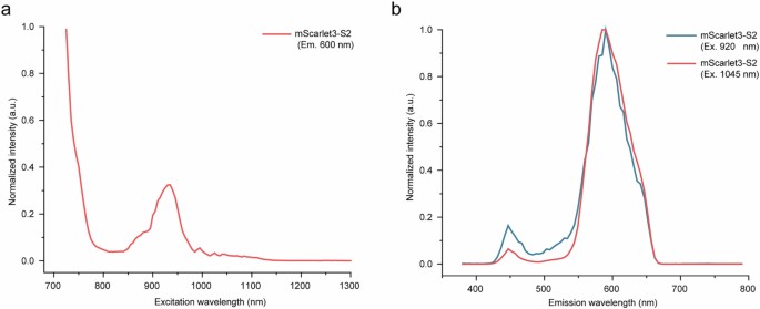 A highly photostable monomeric red fluorescent protein for dual-color ...