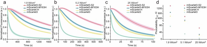 A highly photostable monomeric red fluorescent protein for dual-color ...