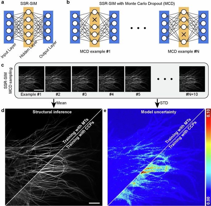 Bio-friendly and high-precision super-resolution imaging through self ...