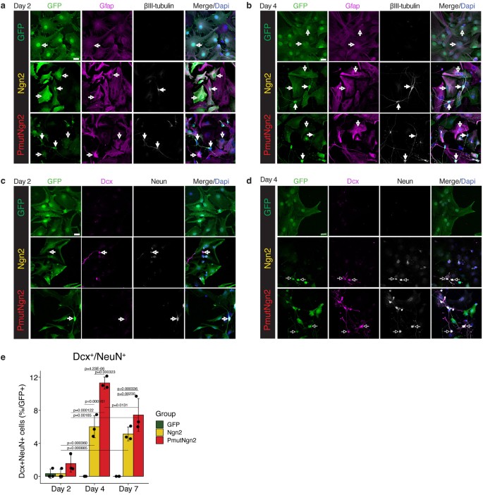 Direct neuronal reprogramming of mouse astrocytes is associated with ...