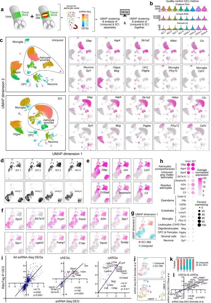 Derivation and transcriptional reprogramming of border-forming wound ...