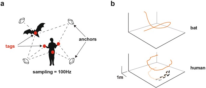 Neural representation of human experimenters in the bat hippocampus ...