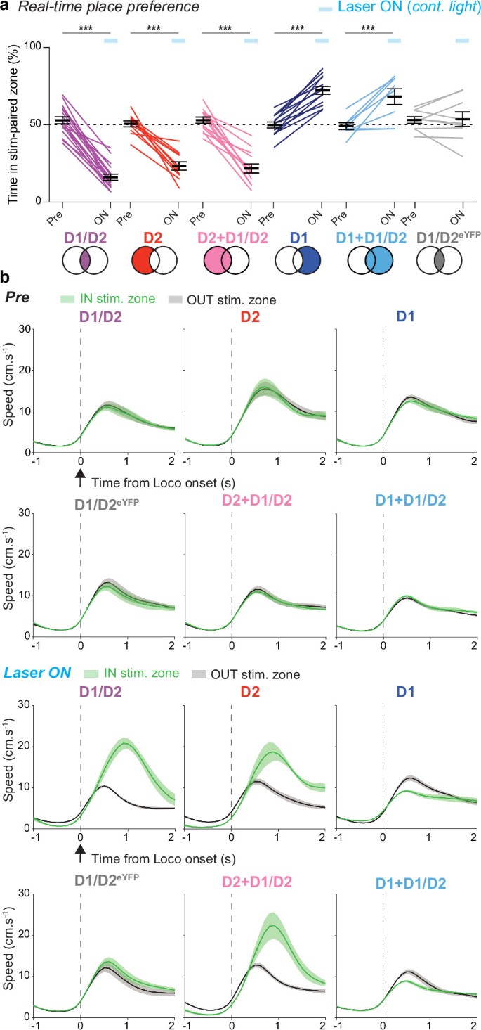Striatal projection neurons coexpressing dopamine D1 and D2 receptors ...