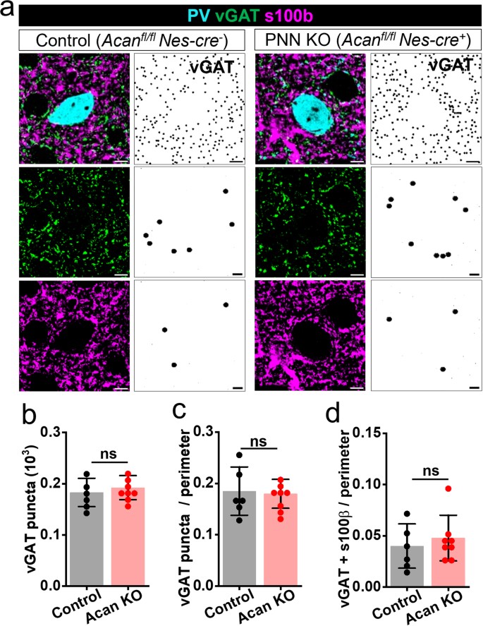 Astrocytes require perineuronal nets to maintain synaptic homeostasis ...