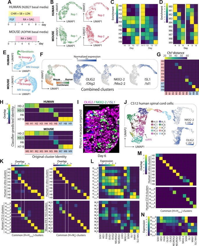 A human-specific progenitor sub-domain extends neurogenesis and ...