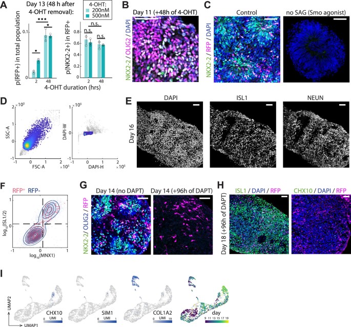 A human-specific progenitor sub-domain extends neurogenesis and ...