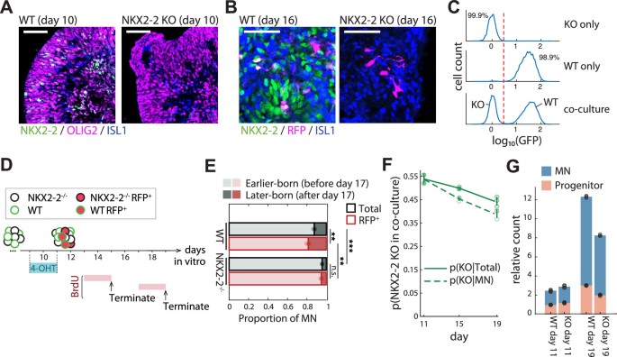 A human-specific progenitor sub-domain extends neurogenesis and ...