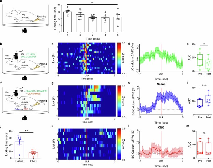 Cerebellar Bergmann glia integrate noxious information and modulate ...