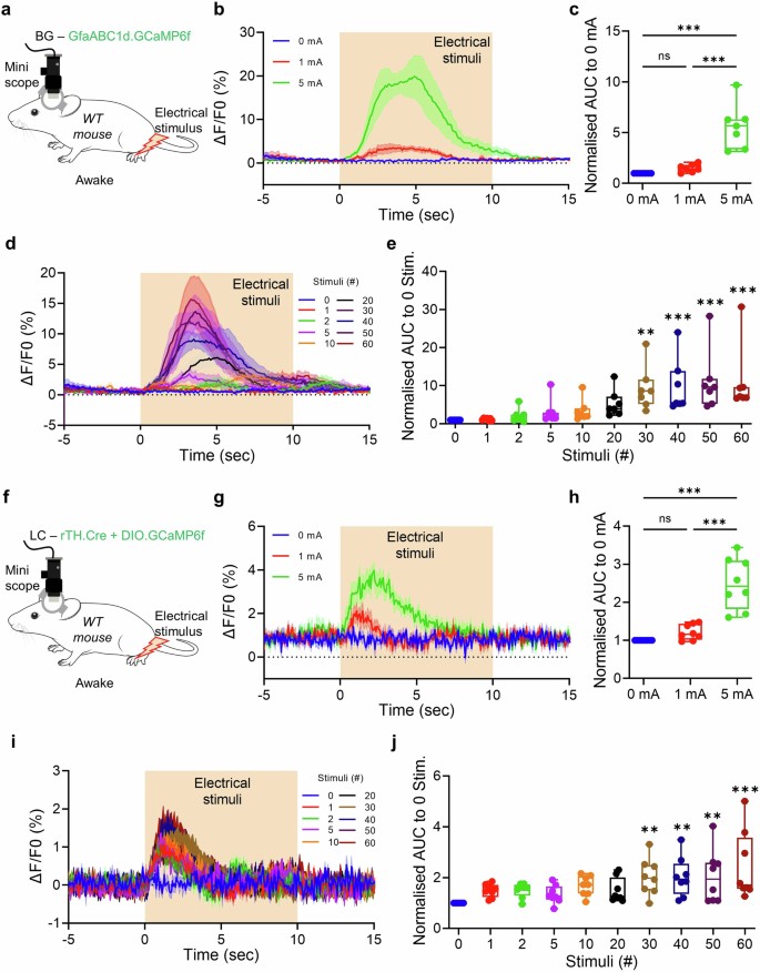 Cerebellar Bergmann glia integrate noxious information and modulate ...