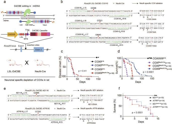Mitochondrial respiratory complex IV deficiency recapitulates ...