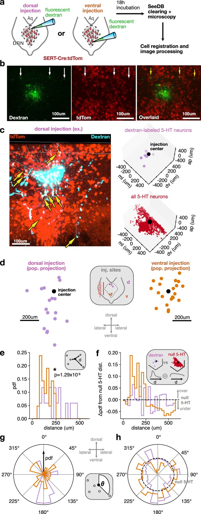 Nonlinear recurrent inhibition through facilitating serotonin release ...