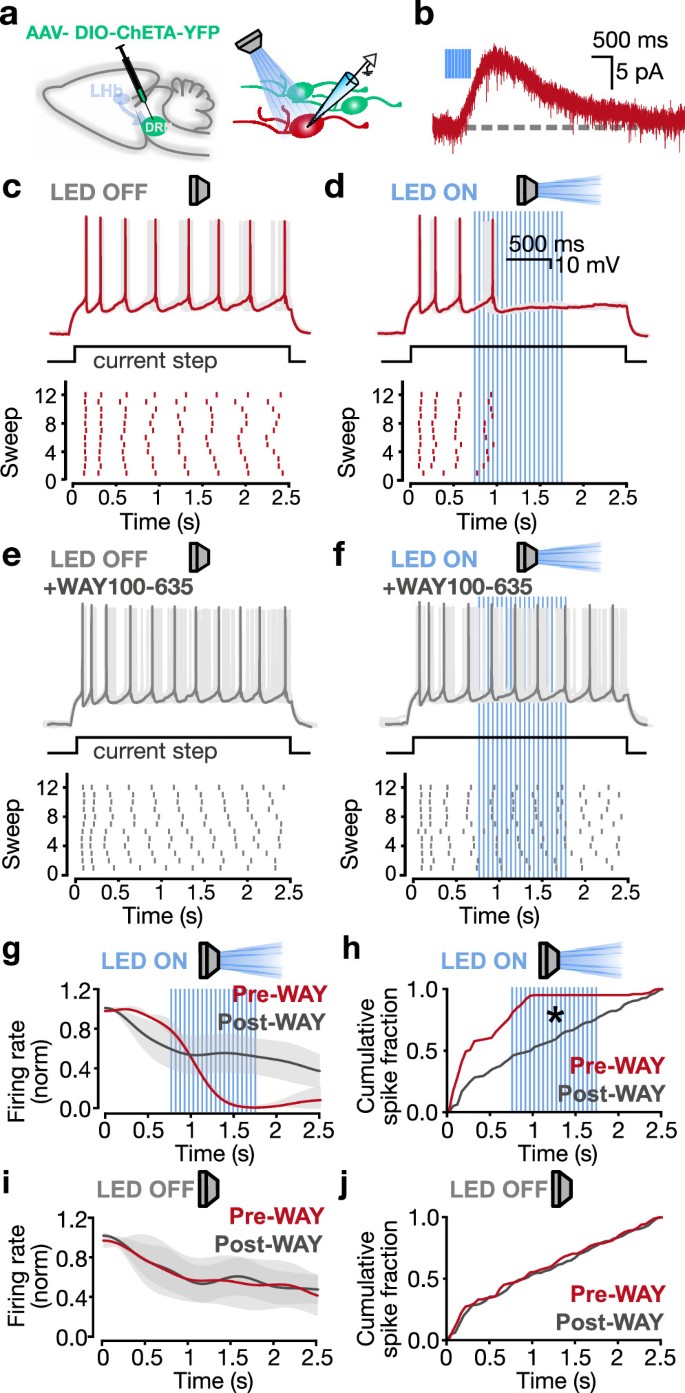 Nonlinear recurrent inhibition through facilitating serotonin release ...