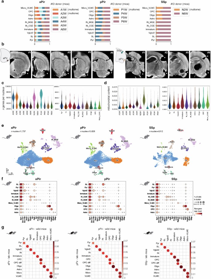 Single-cell genomics of the mouse olfactory cortex reveals contrasts ...