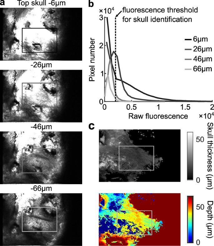 Spatially clustered neurons in the bat midbrain encode vocalization ...