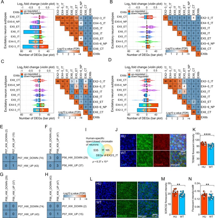 Human CLOCK enhances neocortical function | Nature Neuroscience